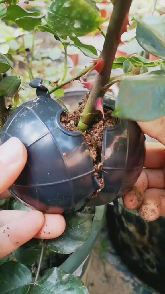 29 Ingenious Ideas for Budget Gardening