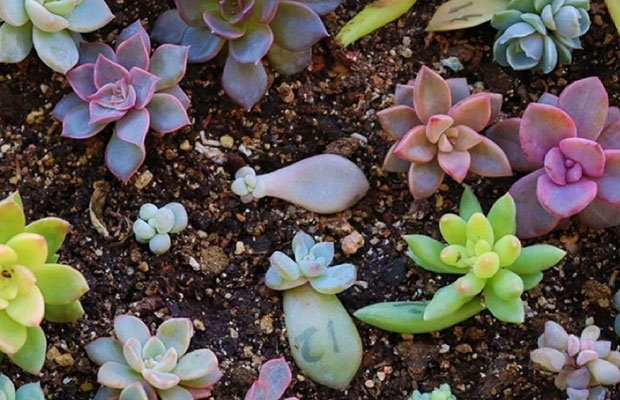 12 Easy Tips For Growing More Succulents